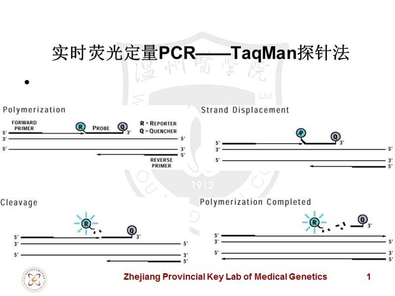 实时荧光定量PCR——TaqMan探针法及设计原则 - 360文库